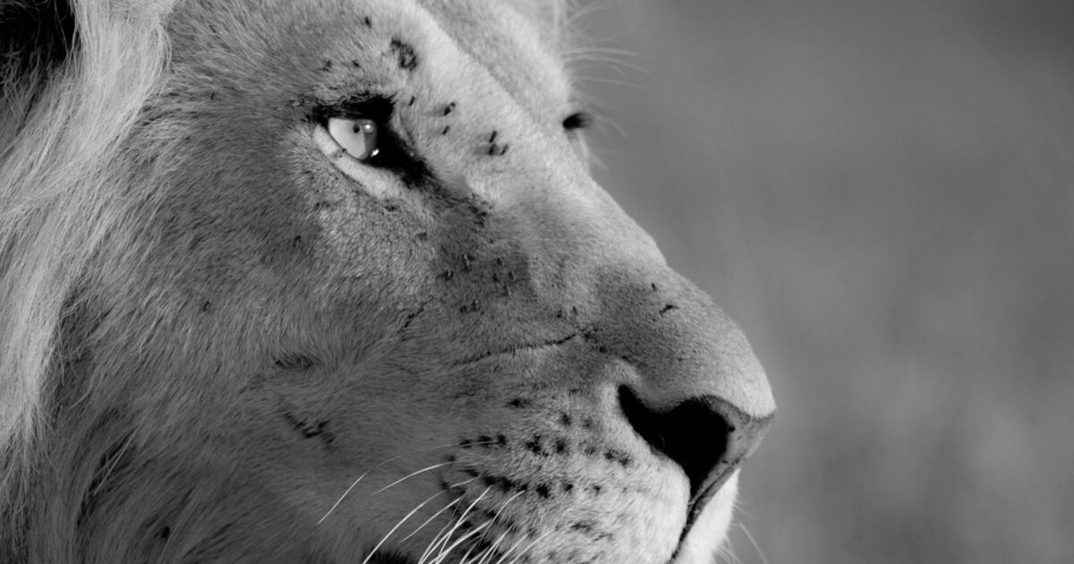 Fokussiert und konzentriert arbeiten | Noack Coaching